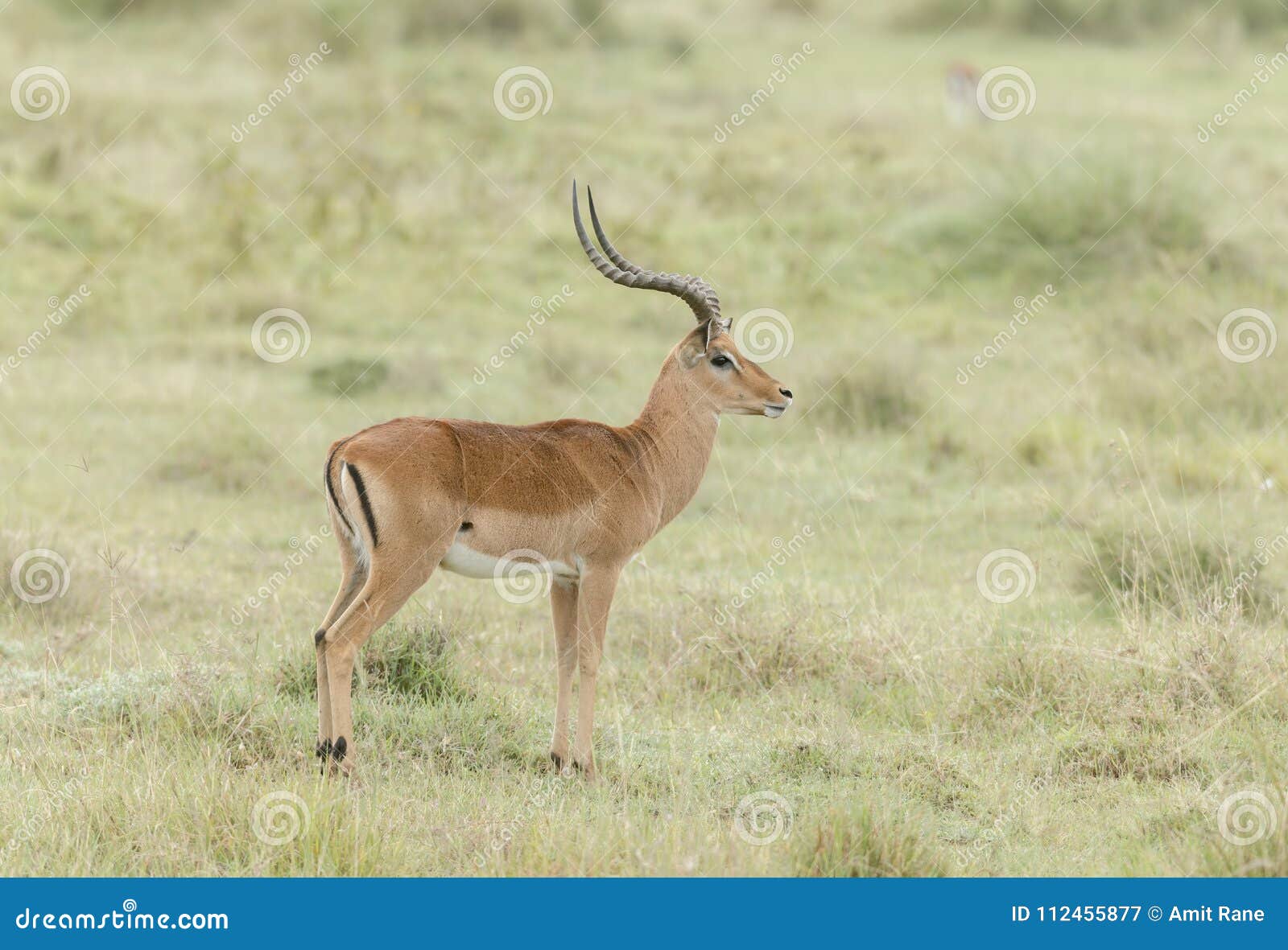 Impala Masculina Que Pasta No Lago Nakuru Imagem de Stock - Imagem de ...