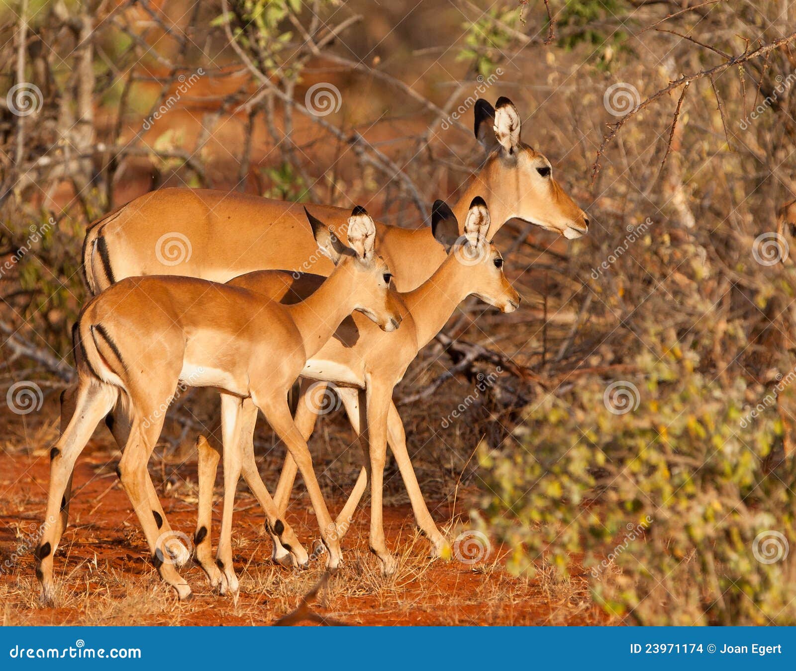 Impala mother and twins stock photo. Image of life, children - 23971174