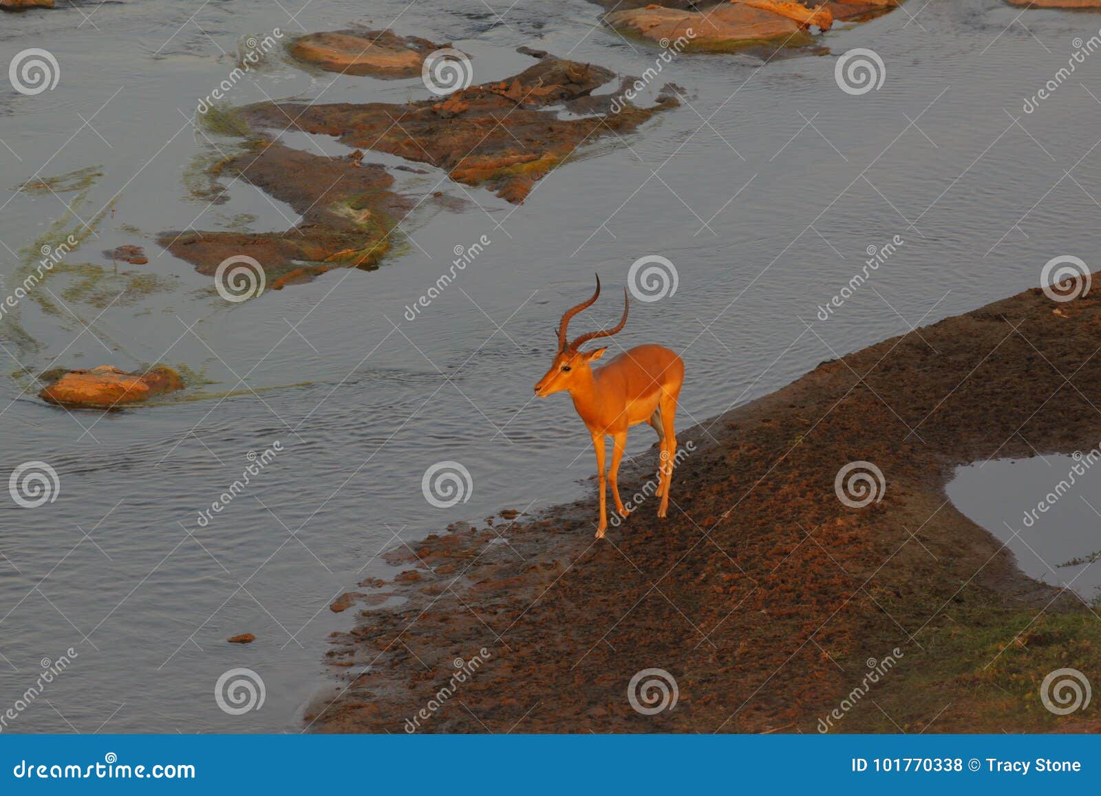 Impala stock photo. Image of river, wild, peaceful, mammal - 101770338