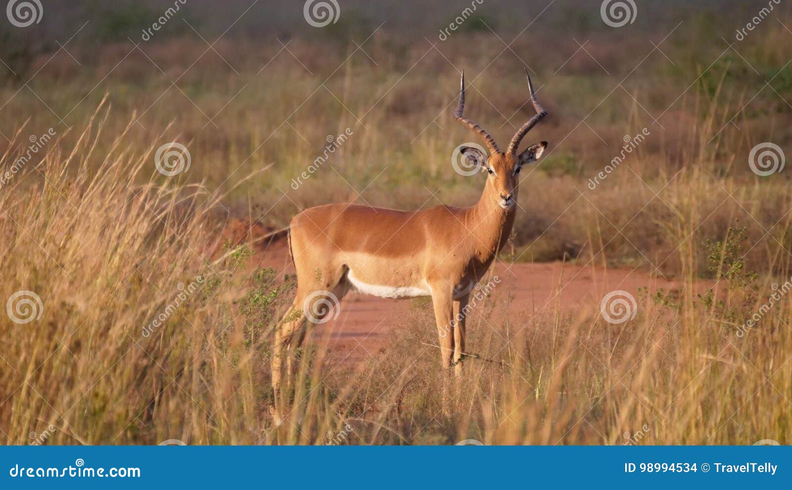 Impala No Savana De Waterberg Foto de Stock - Imagem de selvagem ...
