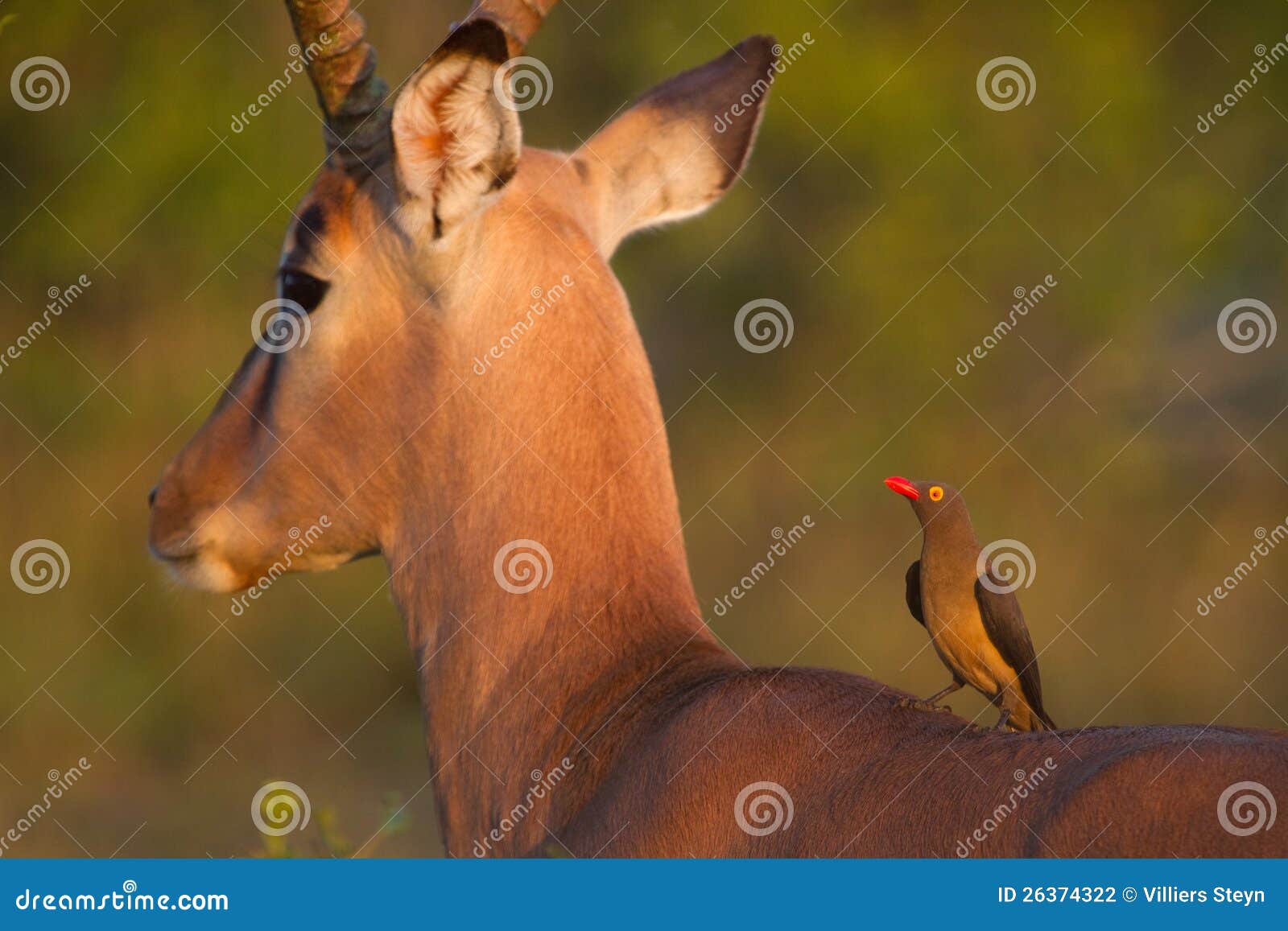Impala and oxpecker stock photo. Image of early, claws - 26374322