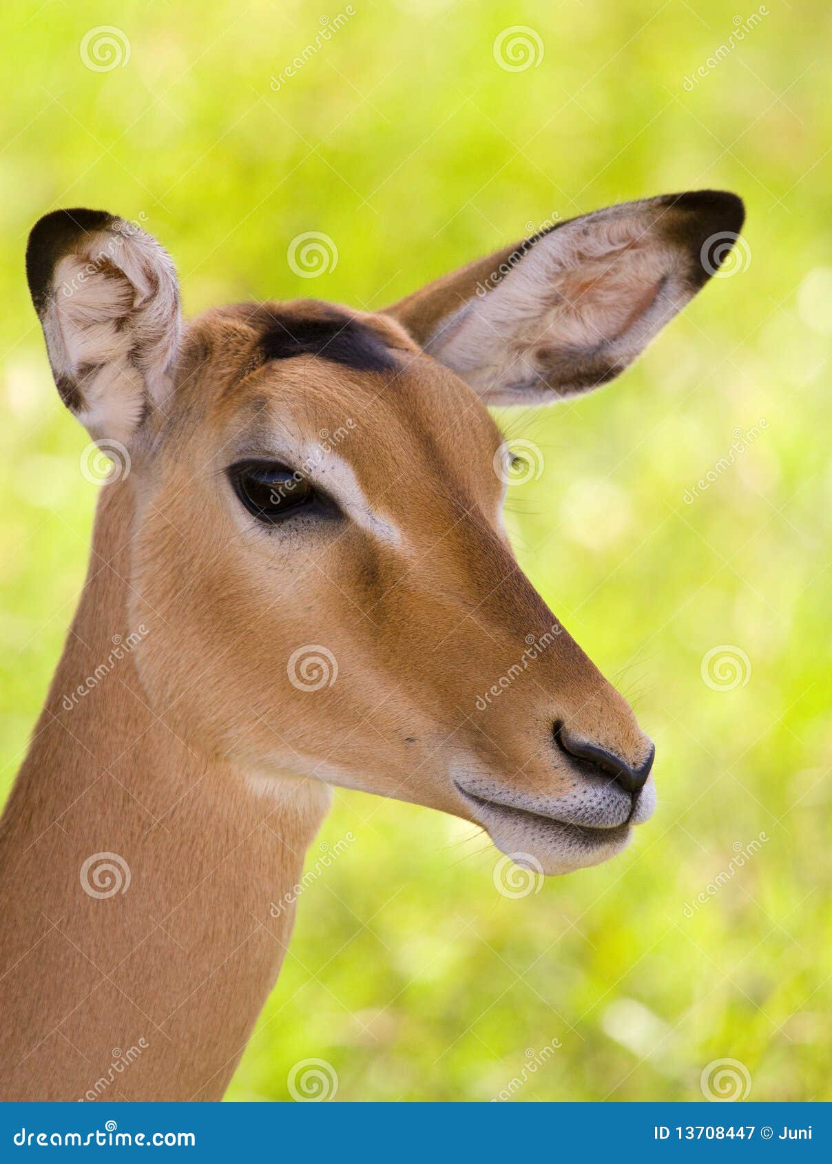 Impala Portrait - African Safari Stock Image - Image of life, south ...