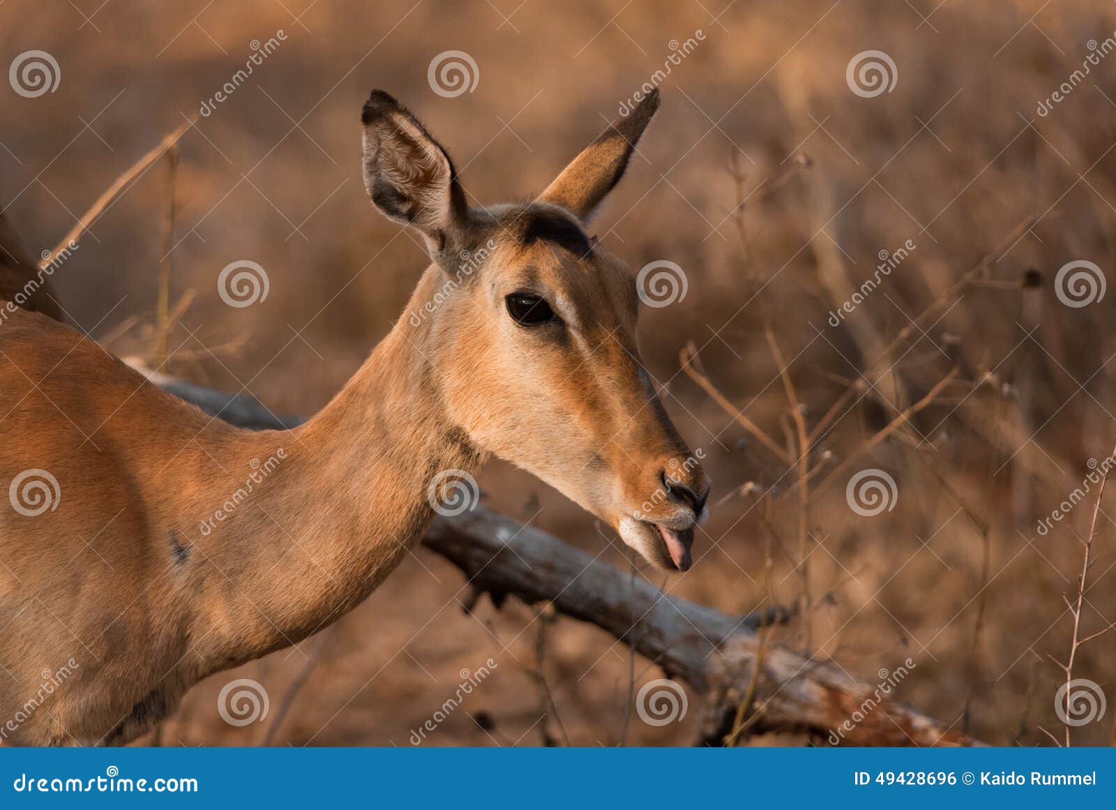 Impala profile stock photo. Image of antelope, profile - 49428696