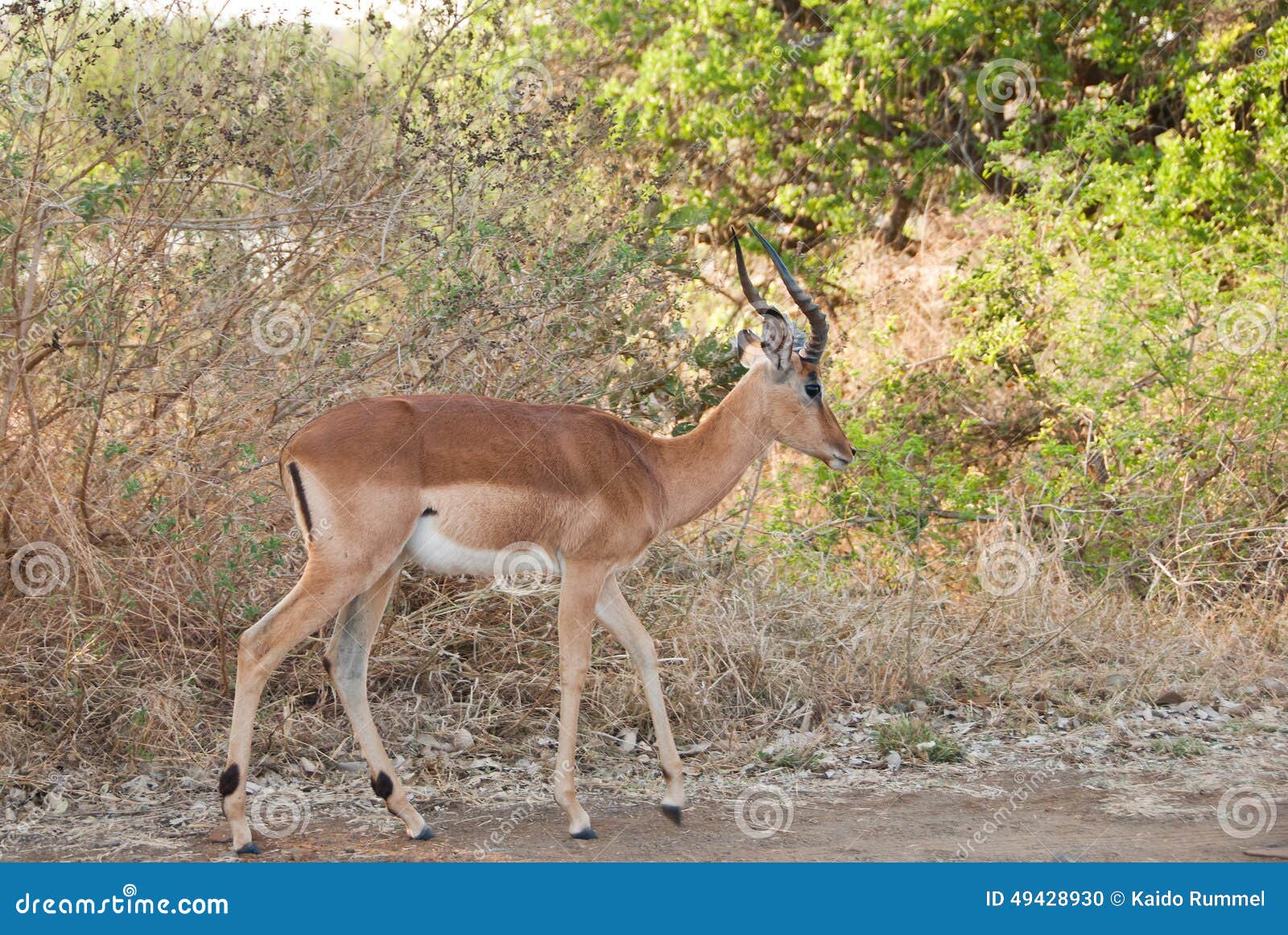 Impala profile stock photo. Image of safari, watching - 49428930