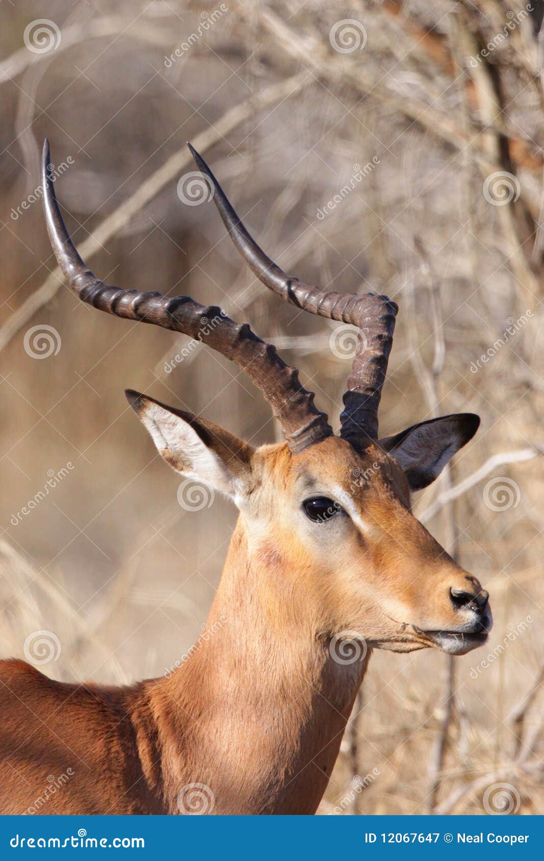 Impala Ram stock image. Image of trophy, aepyceros, antelope - 12067647
