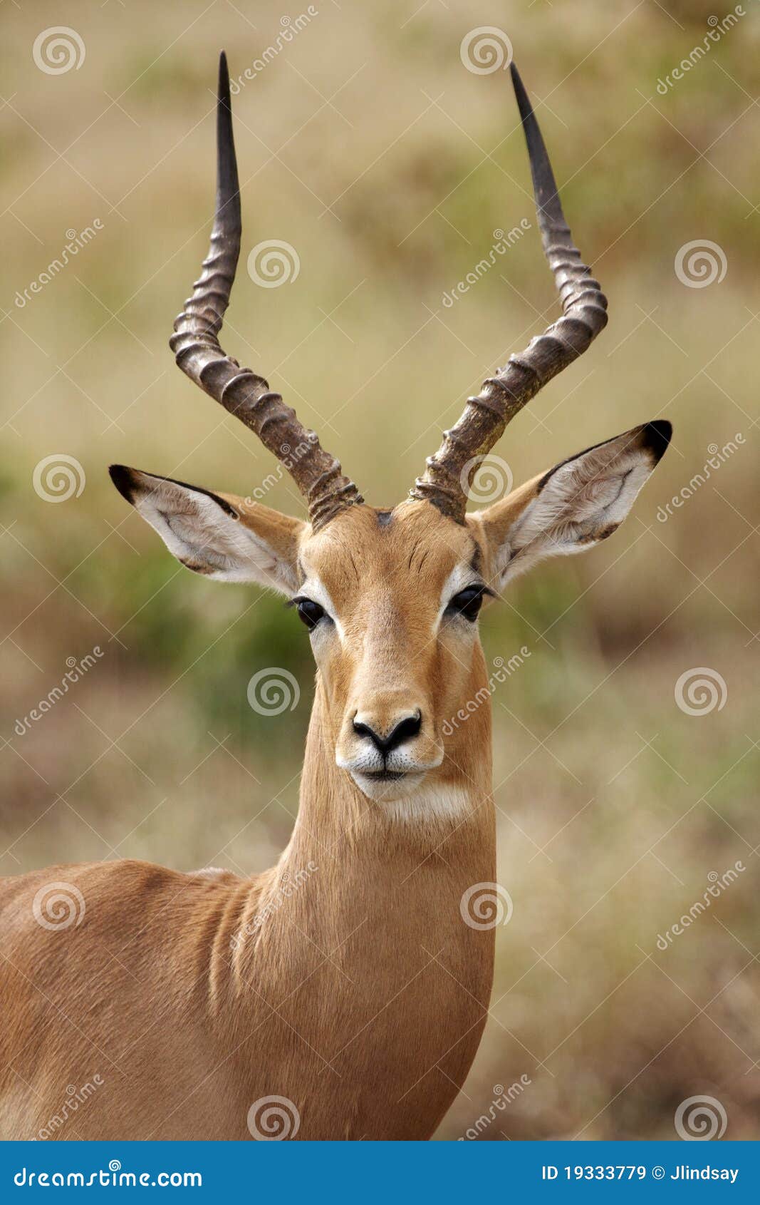 Impala Ram stock image. Image of mature, antelope, close - 19333779