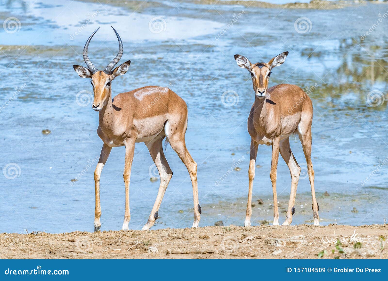 Impala Ram and Ewe Next To a Dam Stock Image - Image of pond, sunny ...