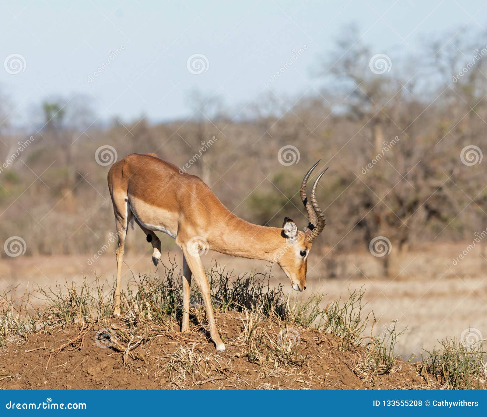 Impala Ram stock photo. Image of gazelle, mammal, bull - 133555208