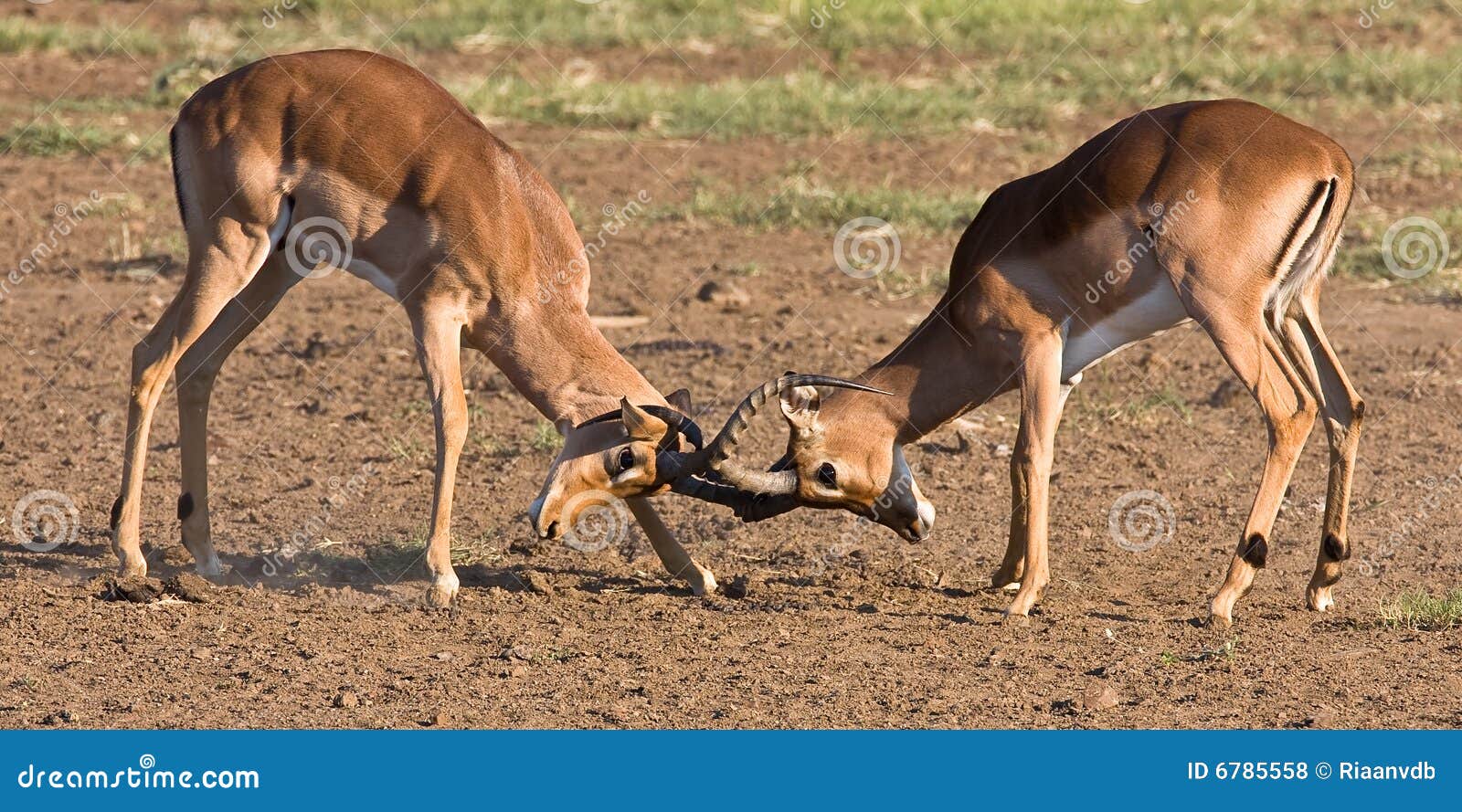 Impala rams fighting stock photo. Image of herbivore, nature - 6785558