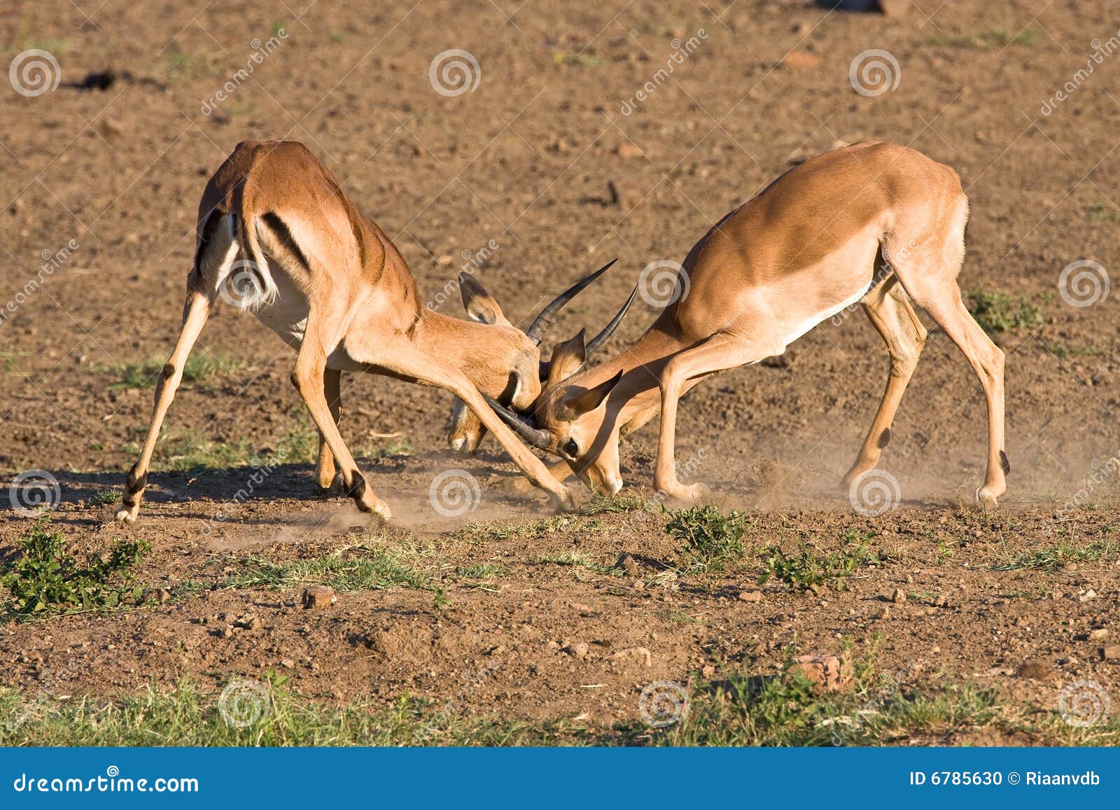 Impala rams fighting stock photo. Image of sparring, pilanesberg - 6785630