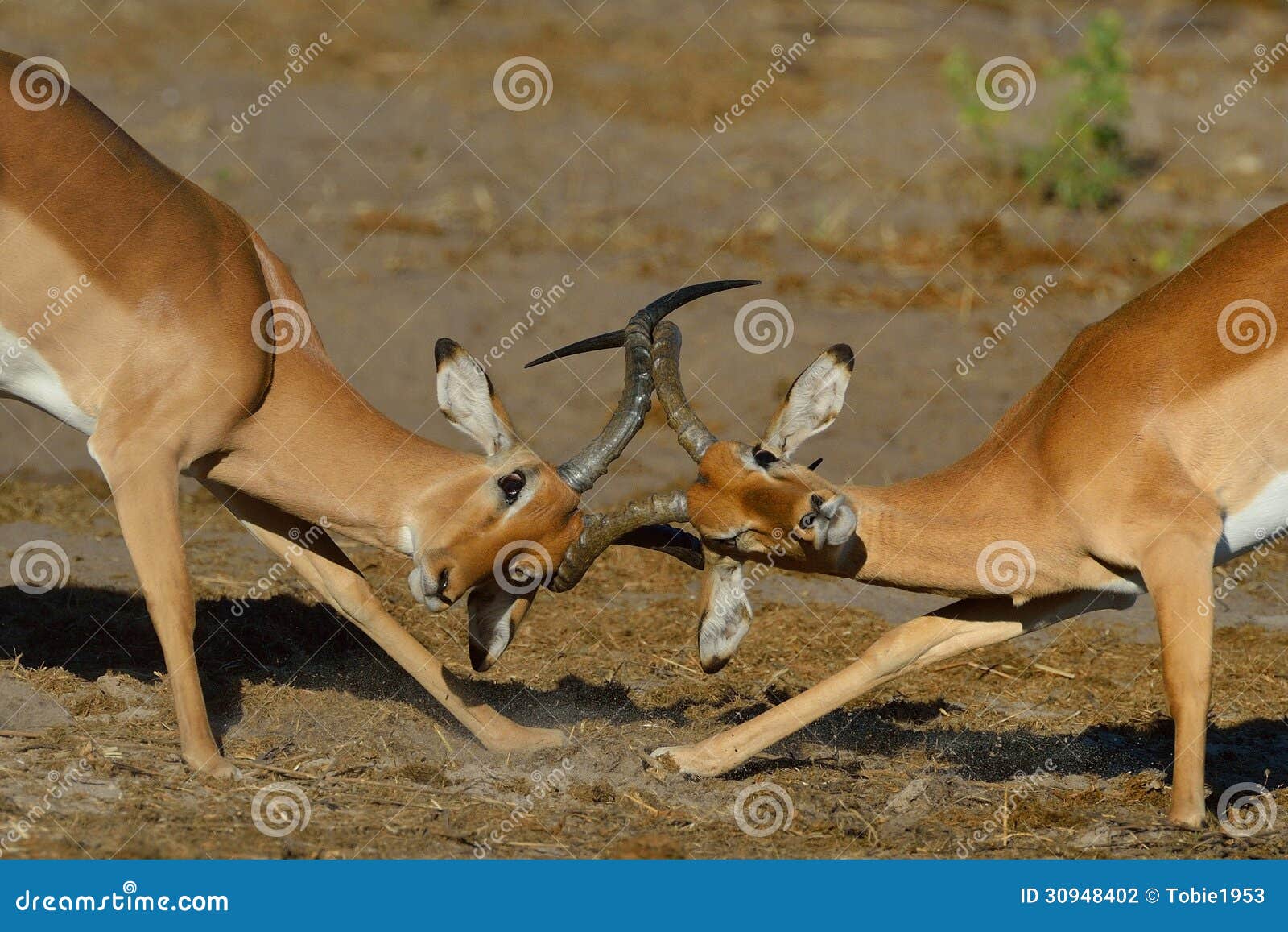 Impala rams fighting stock photo. Image of eyes, water - 30948402