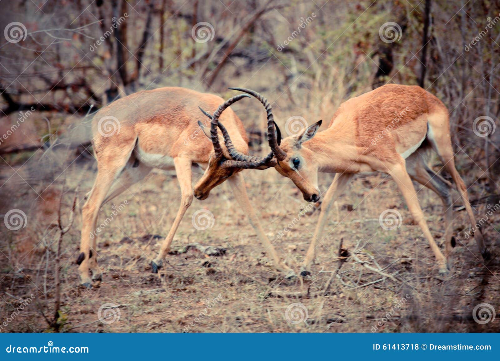 Impala Rams Fighting stock photo. Image of fighting, horns - 61413718
