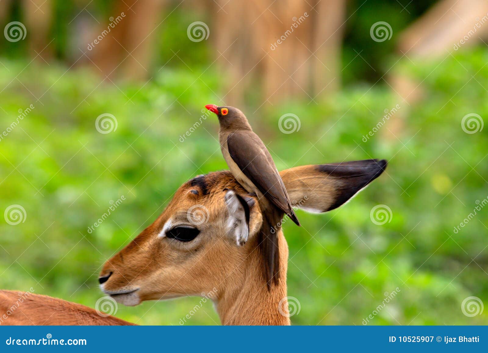 Impala and Redbilled Oxpecker Stock Image - Image of bird, african ...