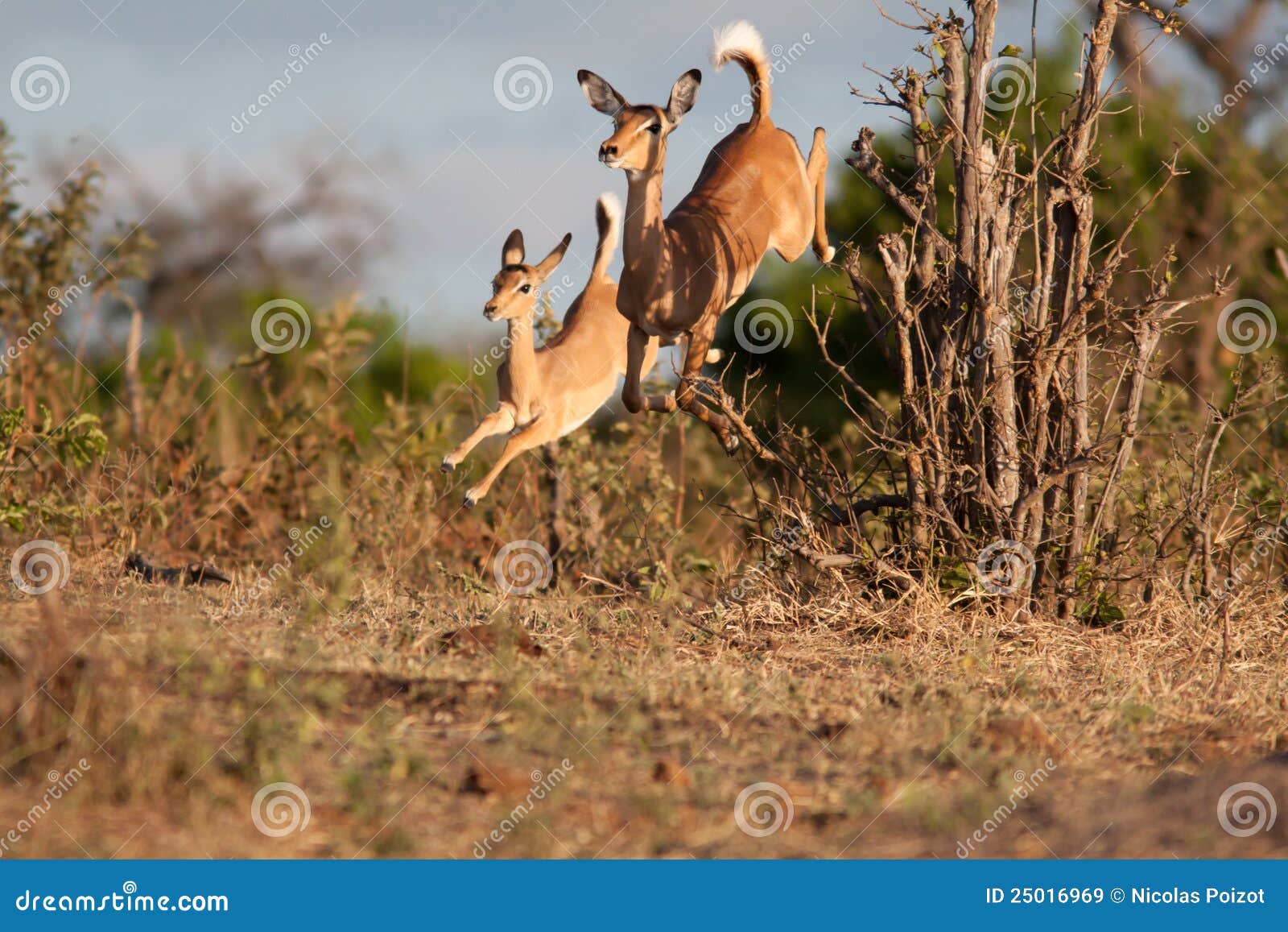 Impala running stock image. Image of security, africa - 25016969