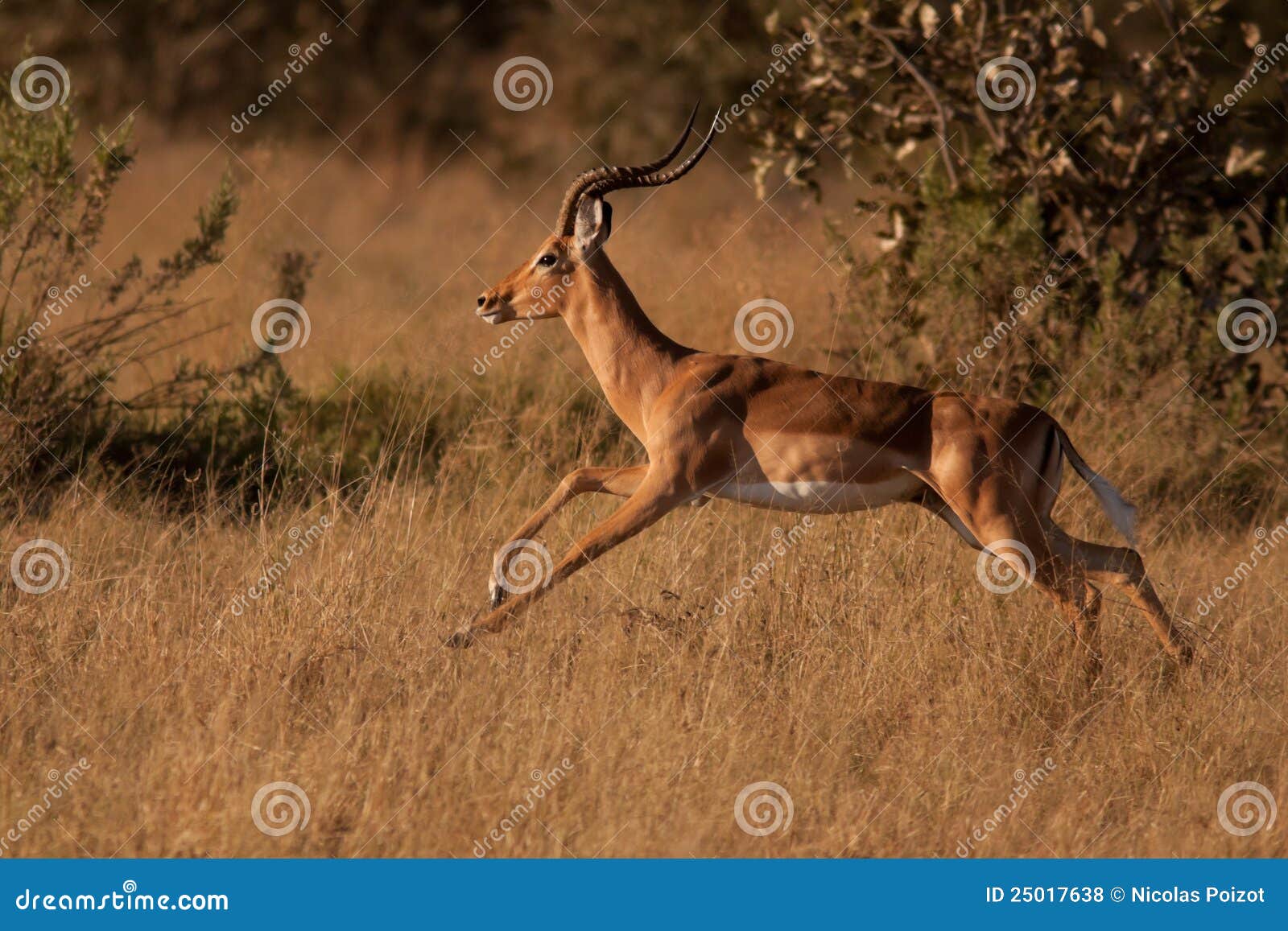Impala running stock photo. Image of morning, park, national - 25017638