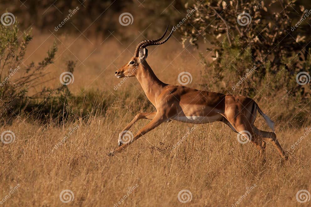 Impala running stock photo. Image of morning, park, national - 25017638