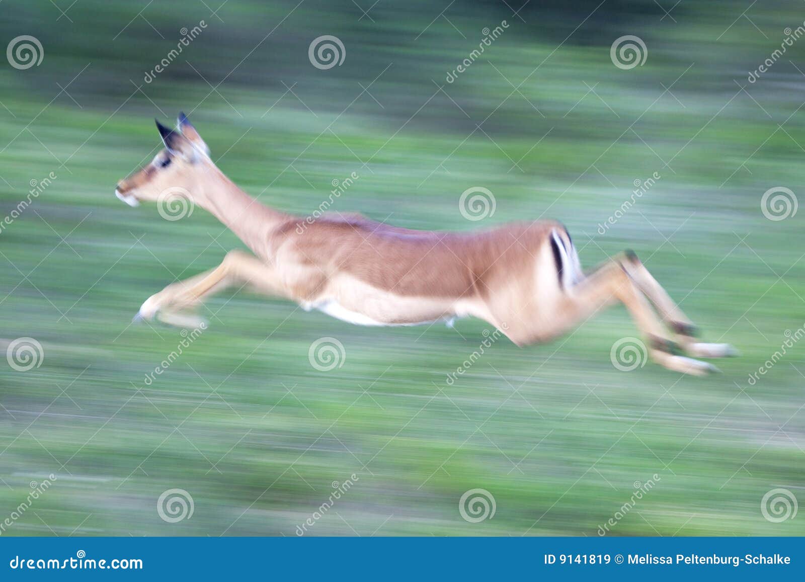 Impala Running imagem de stock. Imagem de velocidade, wildlife - 9141819