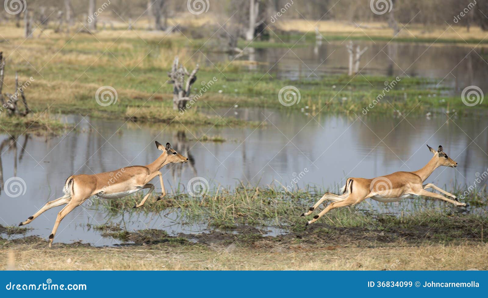 Impala running stock image. Image of antelope, botswana - 36834099