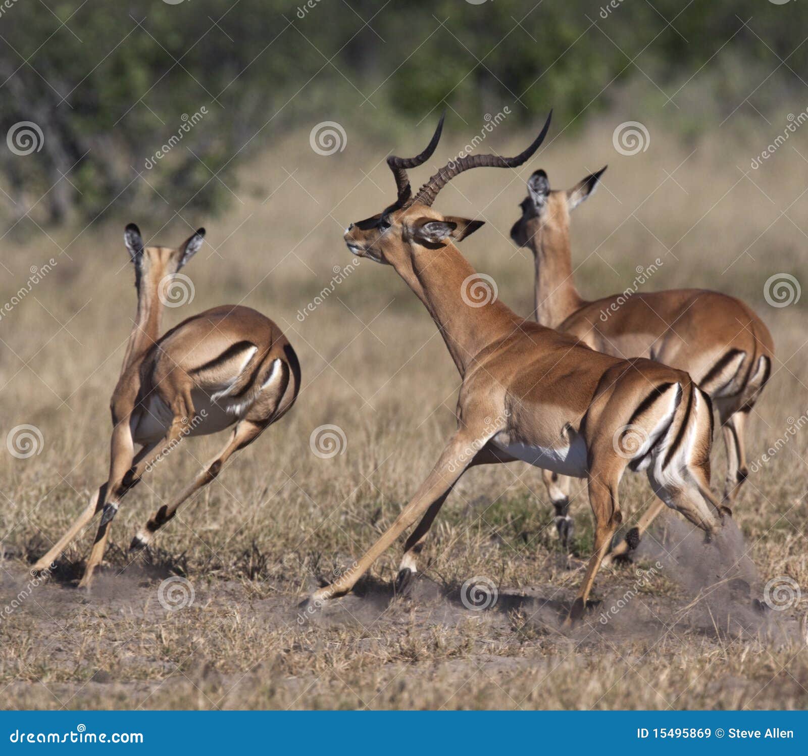 Impala running - Botswana stock image. Image of female - 15495869