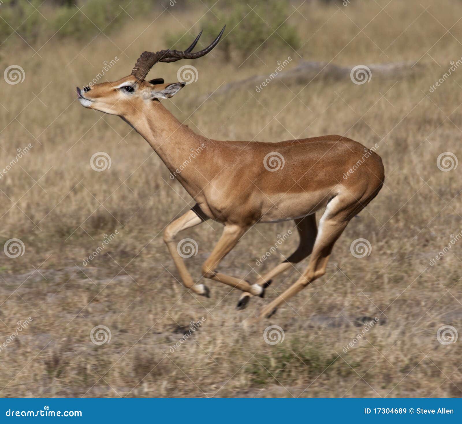 Impala running _ Botswana stock image. Image of nature - 17304689