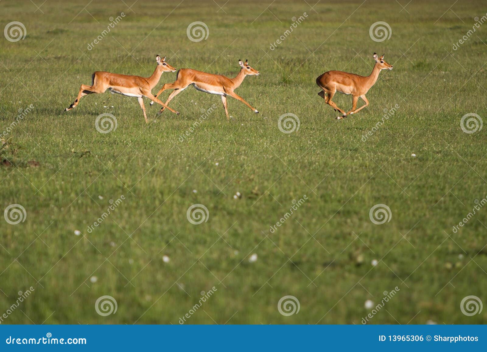 Impala Running in Masai Mara Stock Photo - Image of brown, grass: 13965306