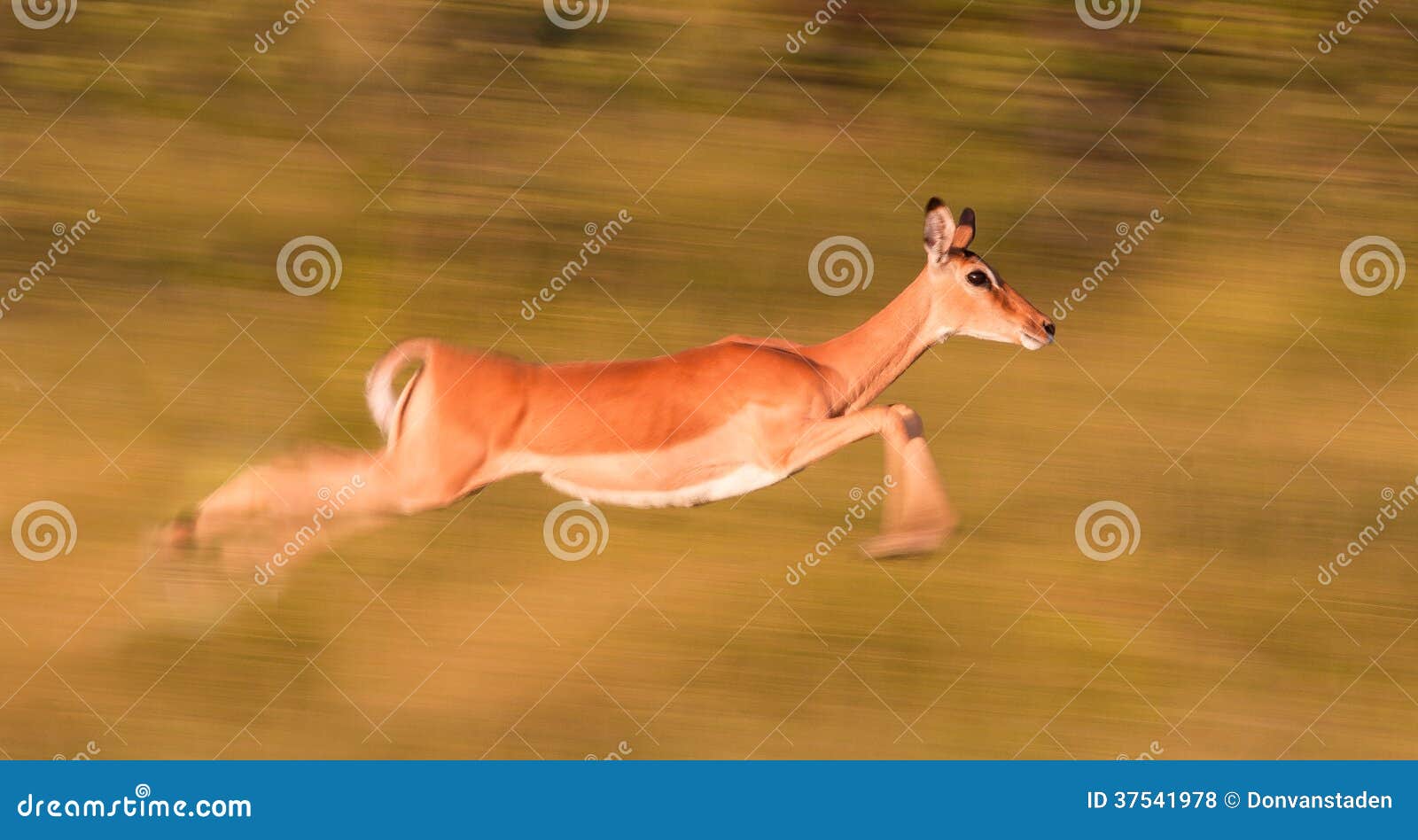 Impala running stock photo. Image of animal, wildlife - 37541978