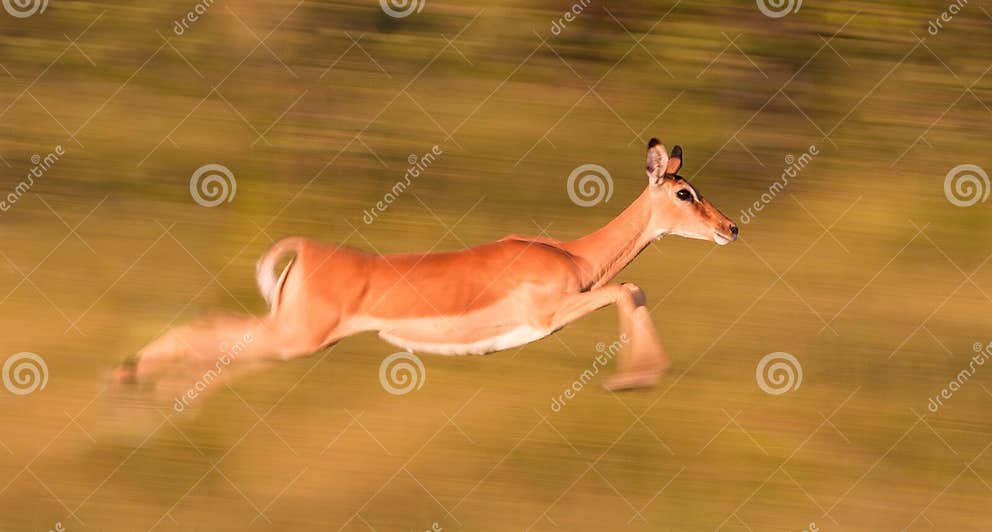 Impala running stock photo. Image of animal, wildlife - 37541978