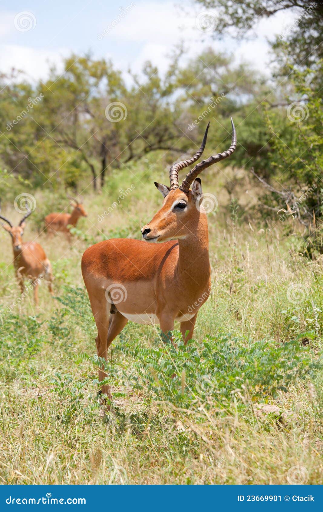 Impala in savanna stock image. Image of savanna, gazelle - 23669901