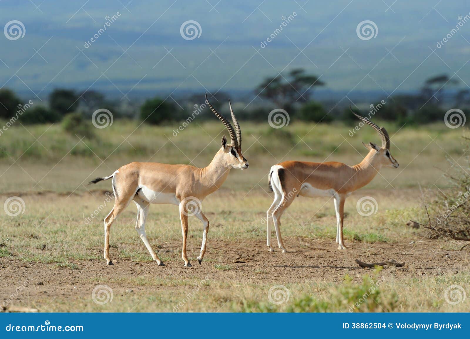 Impala stock photo. Image of adult, mammal, grass, impala - 38862504