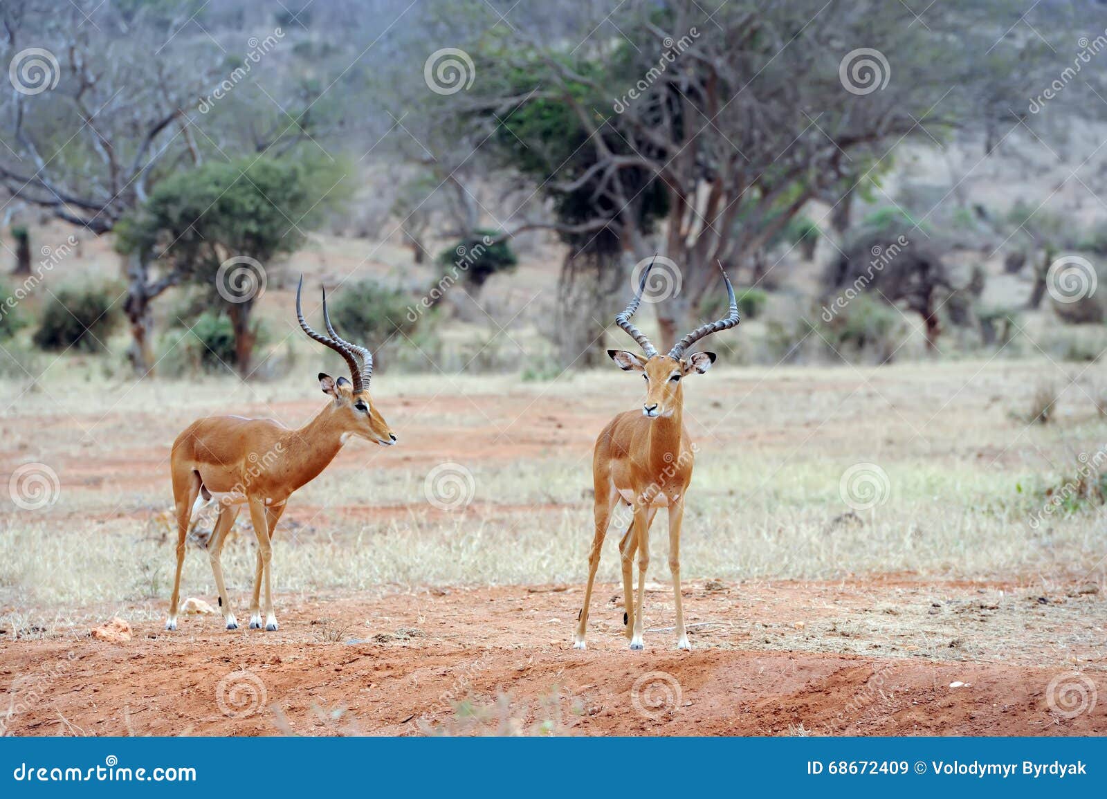Impala on Savanna in Africa Stock Image - Image of mammal, melampus ...