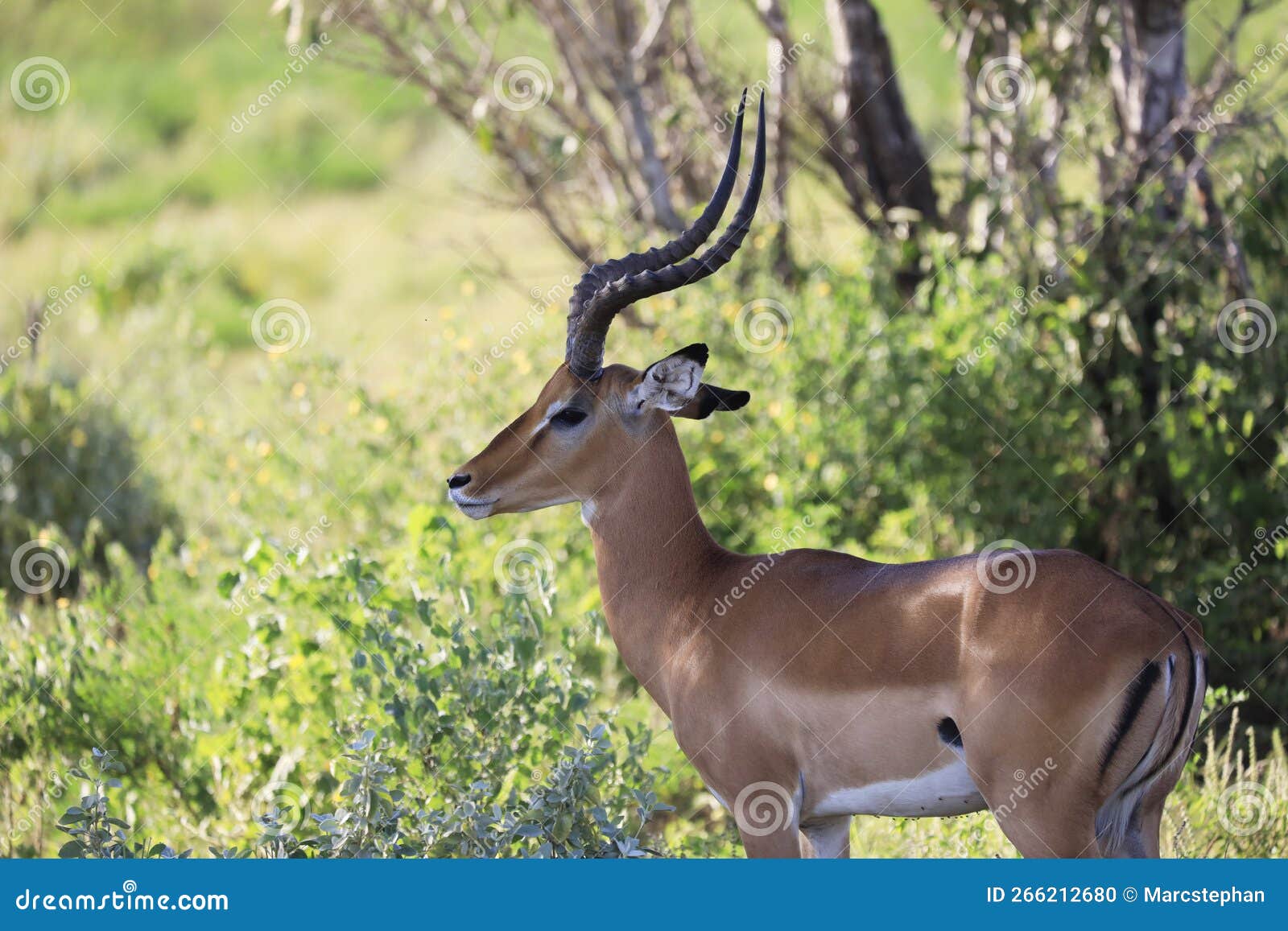 Impala in the Savannah of Kenya, Africa Stock Photo - Image of adult ...