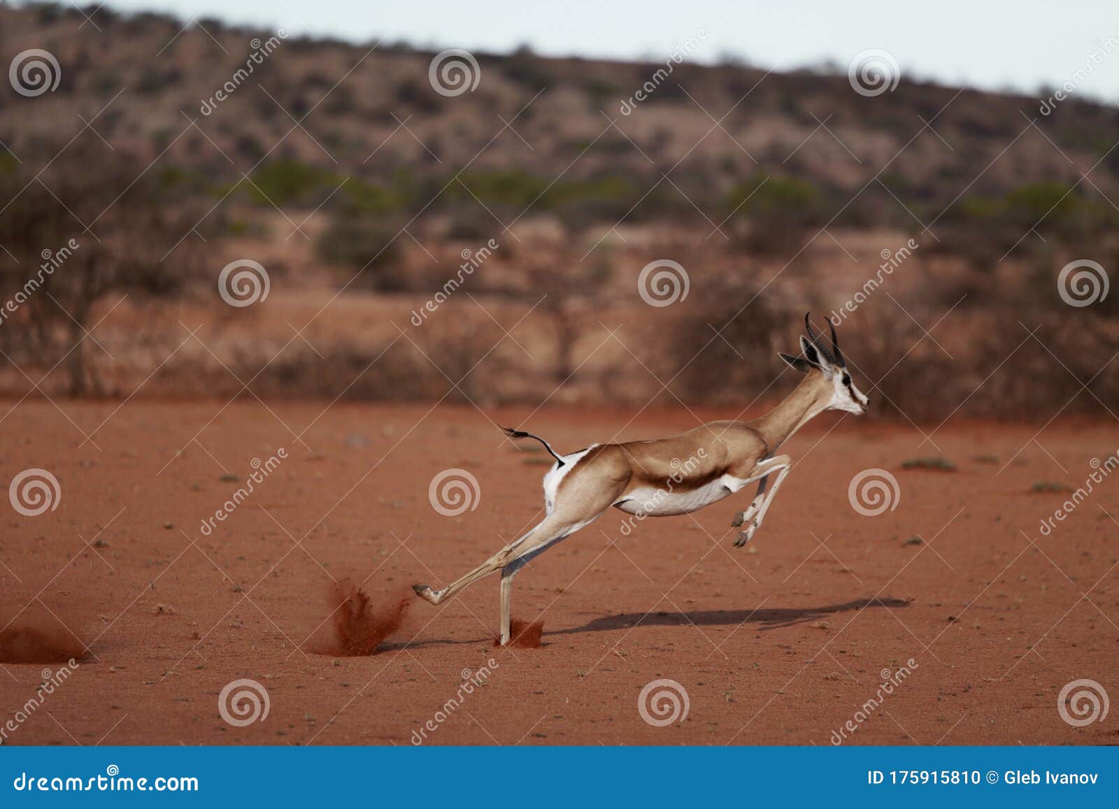 Impala in Savannah in Namibia Stock Photo - Image of antelope, impala ...