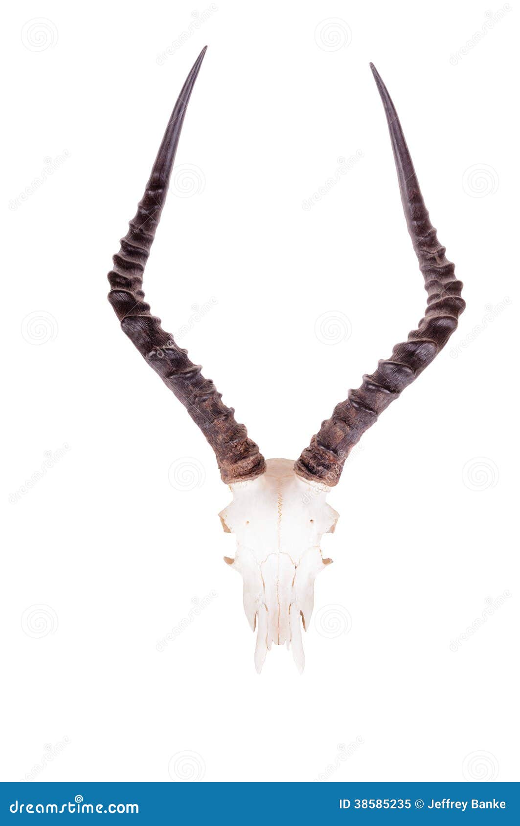 Impala skull stock image. Image of skull, impala, hunted - 38585235