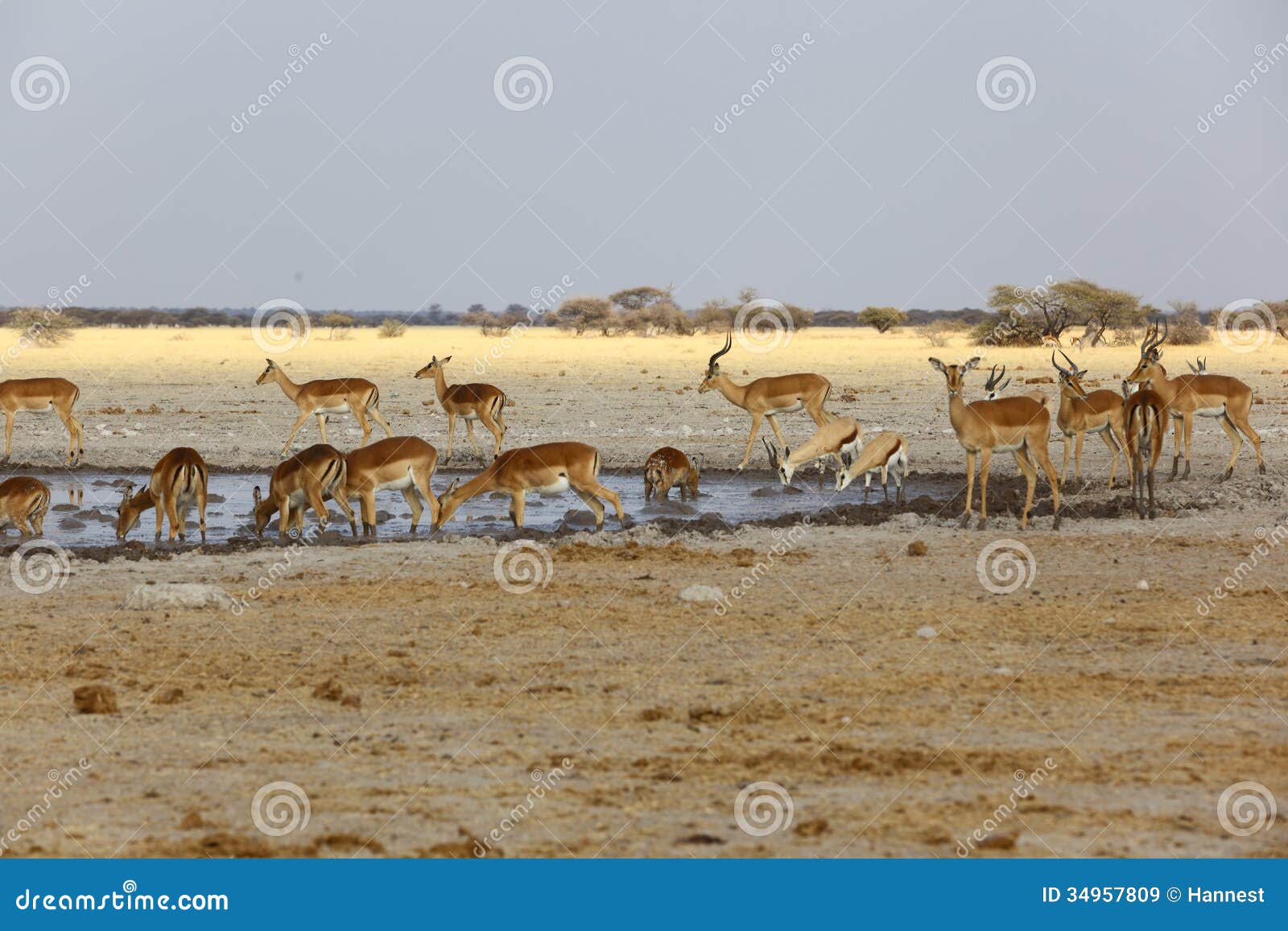 Impala and Springbok at the Waterhole Stock Image - Image of horns ...