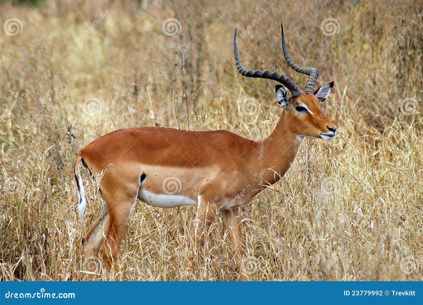 An Impala Standing in Long Grass Stock Photo - Image of stand ...