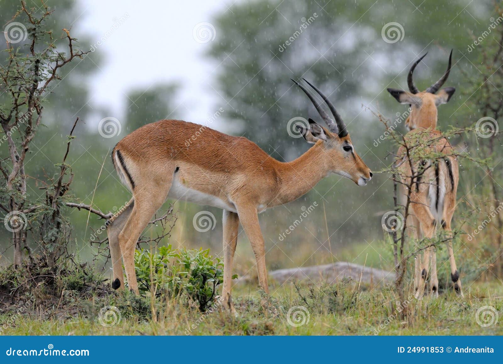 Impala Standing in the Rain Stock Image - Image of rainy, raining: 24991853