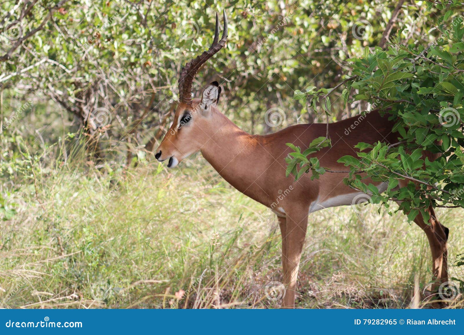 Impala Standing in the Shate of a Tree Stock Image - Image of reserve ...