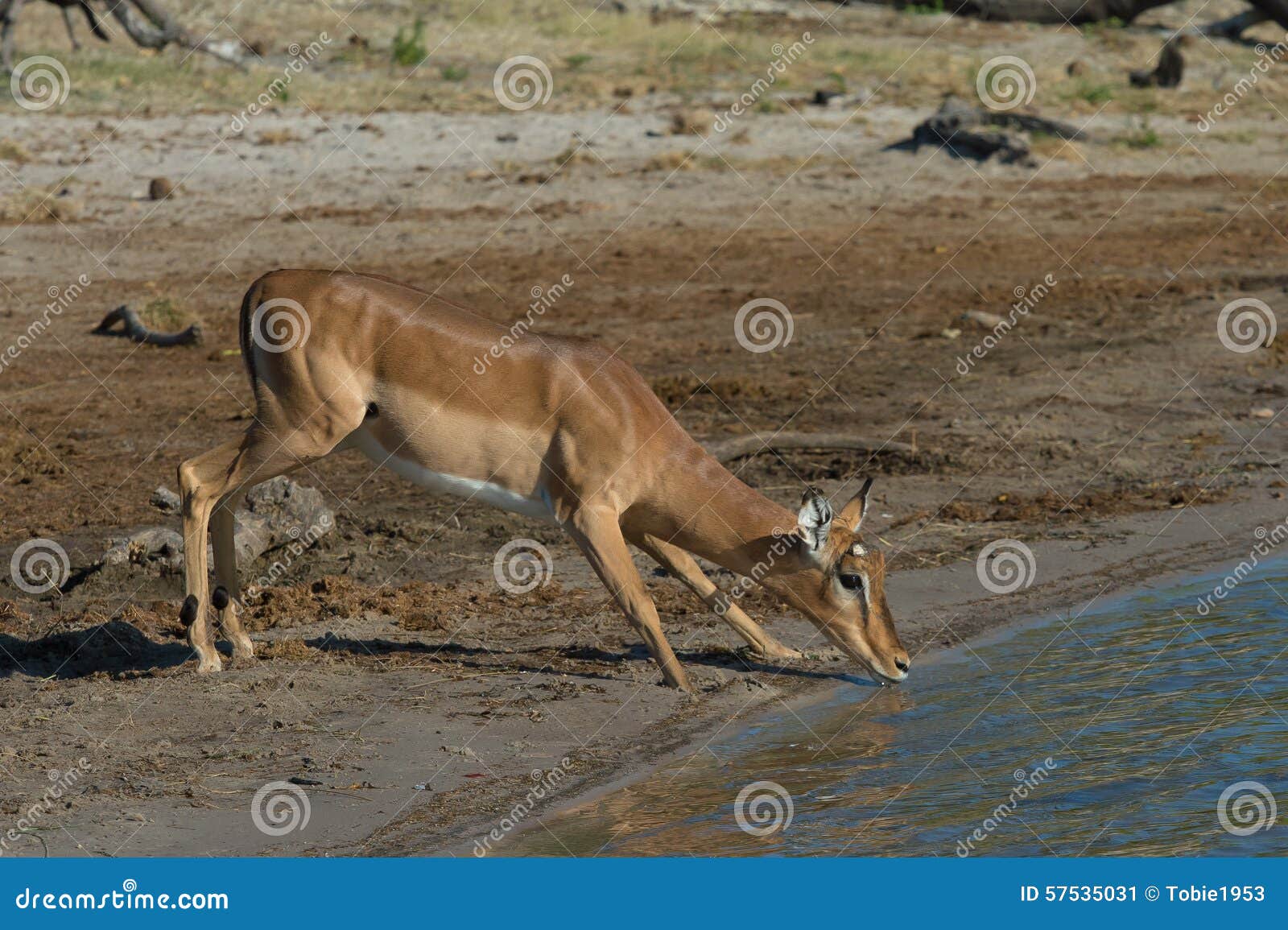 Impala Stress Stock Photos - Free & Royalty-Free Stock Photos from ...