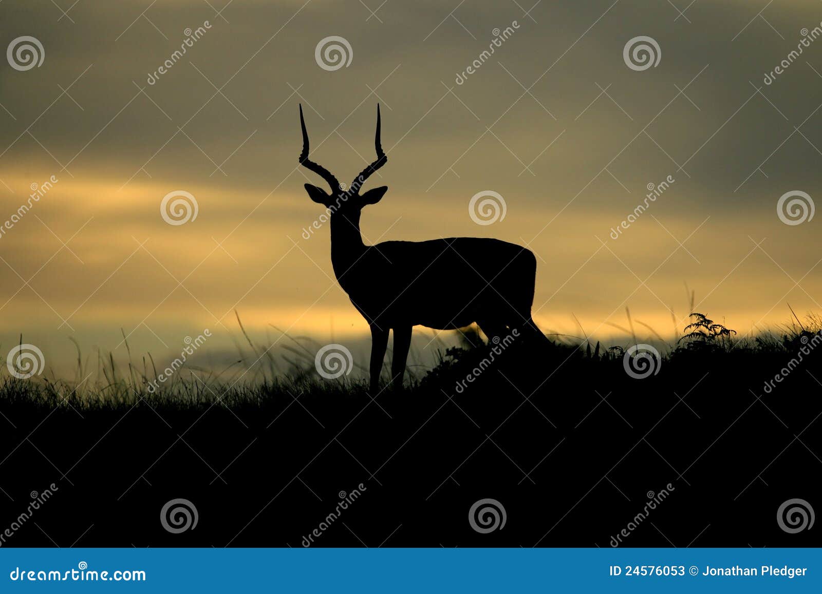 Impala at Sunset stock image. Image of antelope, herbivore - 24576053