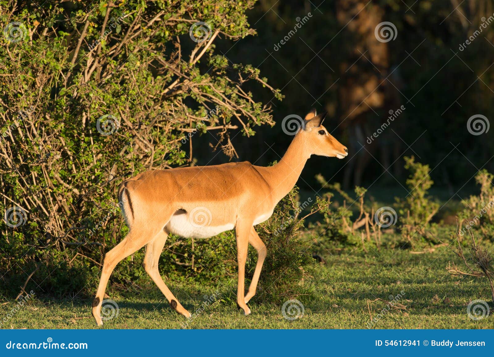 Impala in Sunset stock image. Image of wild, gazelle - 54612941