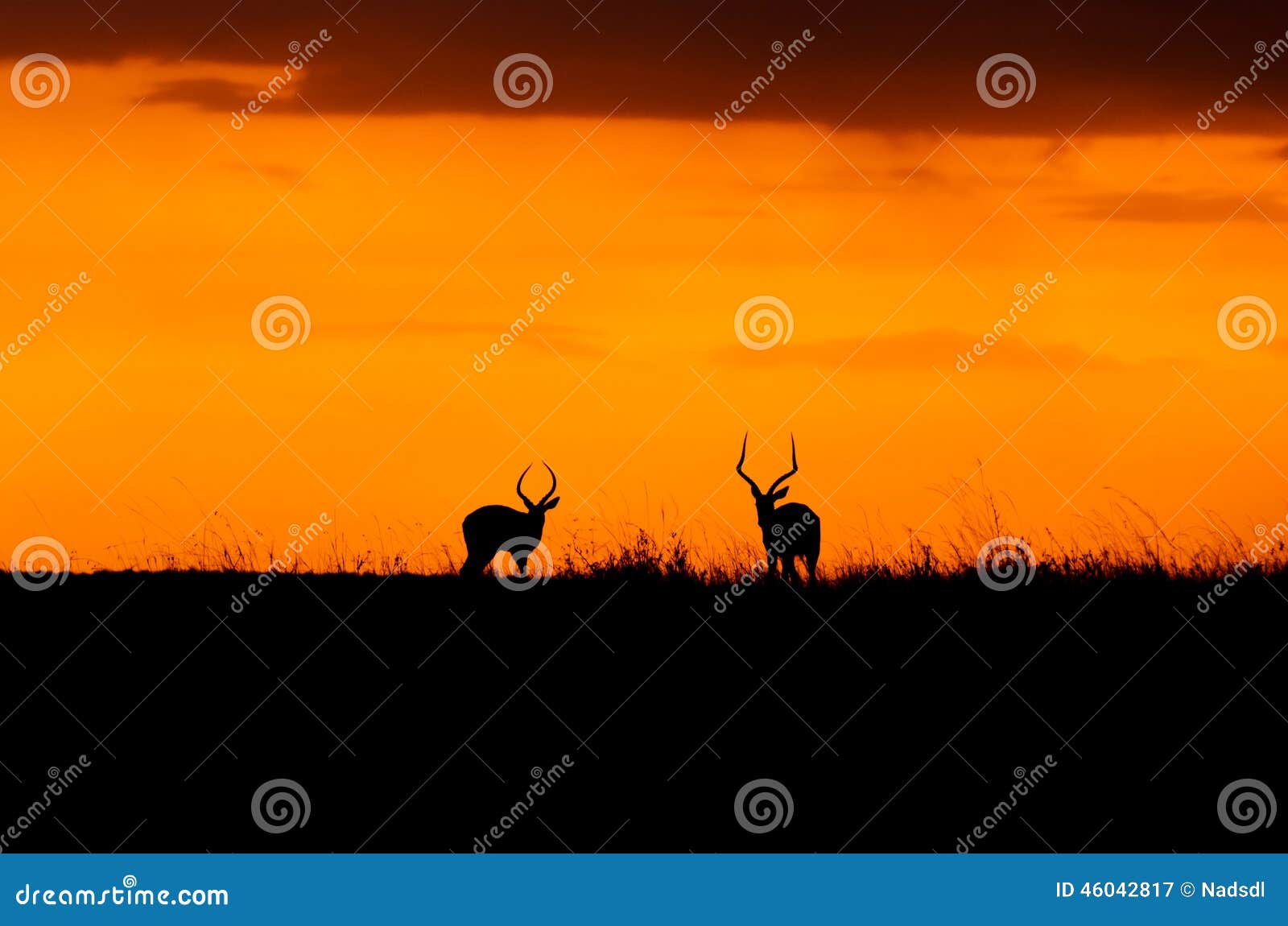 Impala Sunset in the Masai Mara Stock Image - Image of reserve, sunset ...