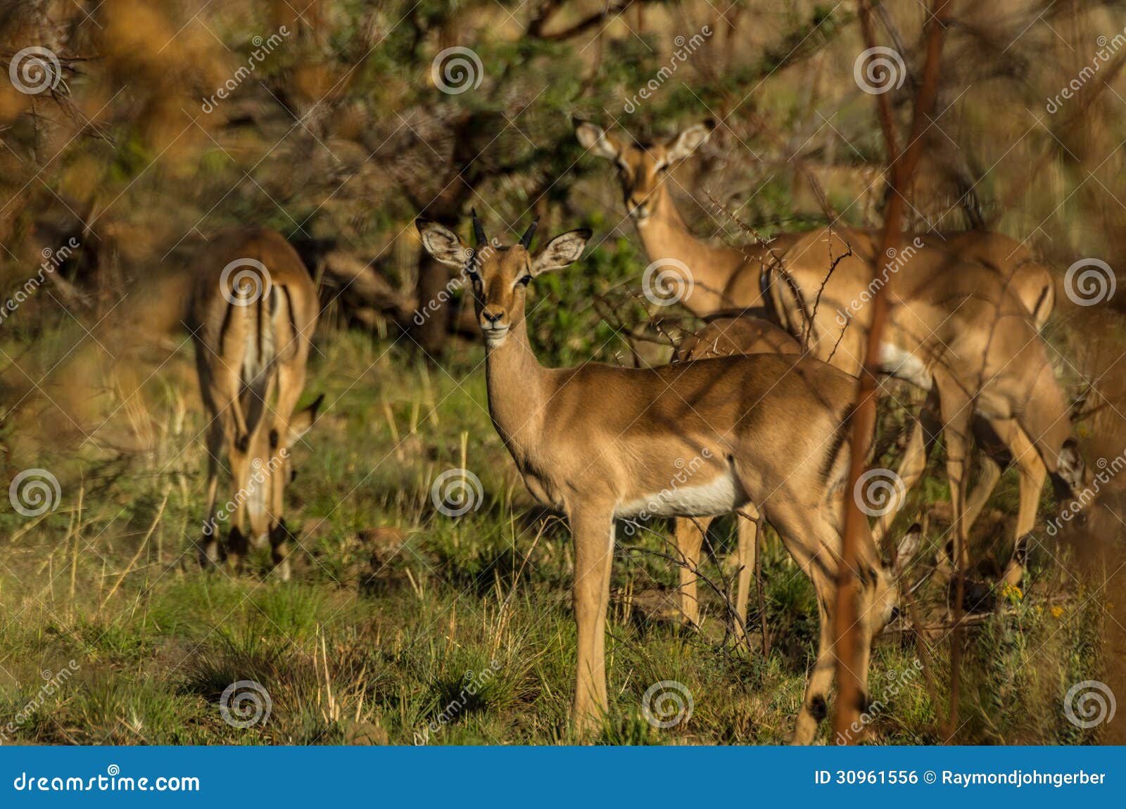 Impala stock photo. Image of impala, mammal, africa, feeding - 30961556