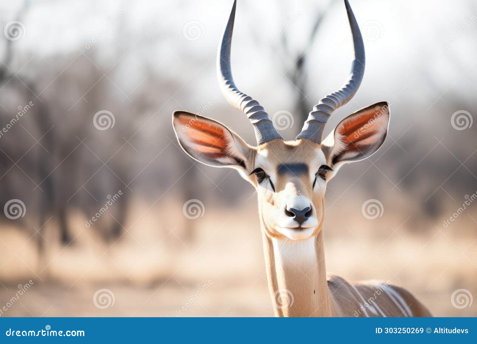 Impala with Unique Horn Structure Standing Apart Stock Image - Image of ...