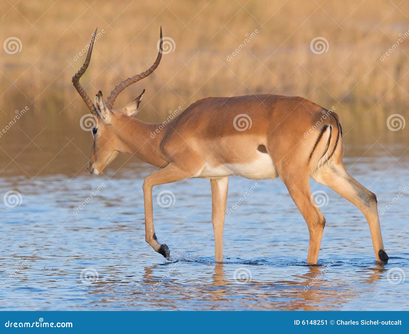 Impala Wading through Water Stock Image - Image of wildlife, okavango ...