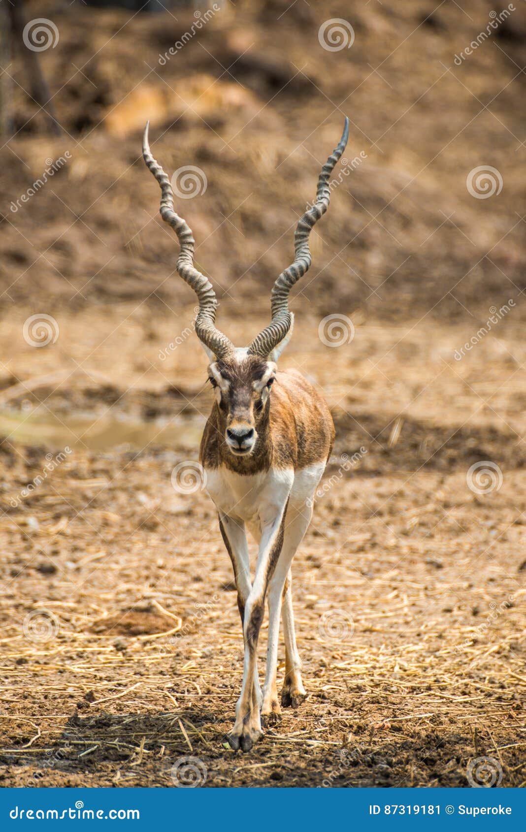 Impala Walking On Burned Land Stock Photography | CartoonDealer.com ...