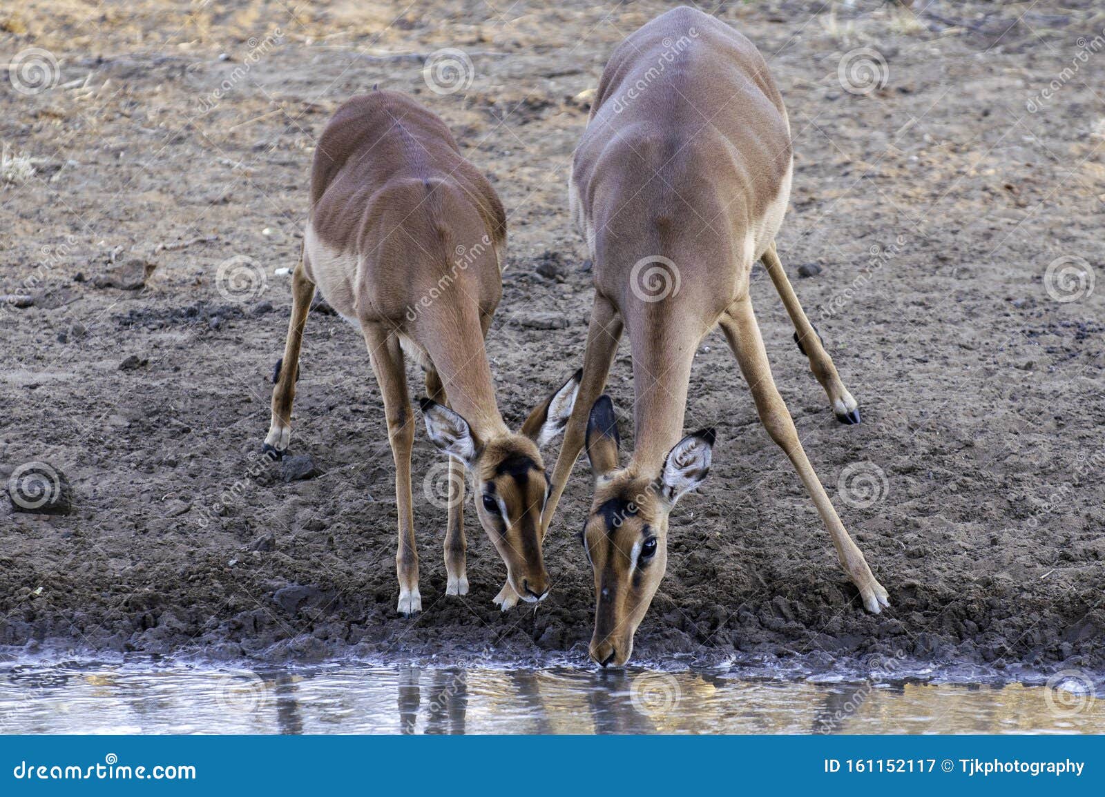 Impala in Water, Drinking at Watering Hole Stock Image - Image of ...