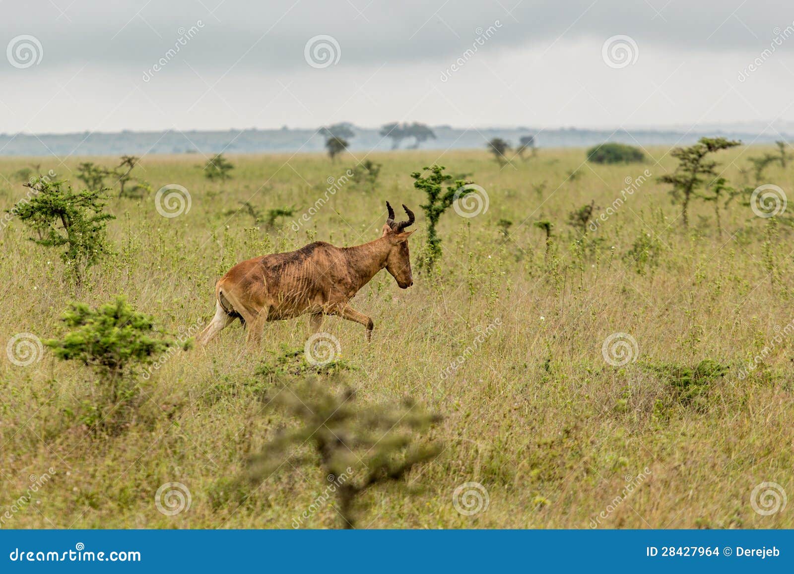 An impala in the wild stock photo. Image of kenya, herbivore - 28427964