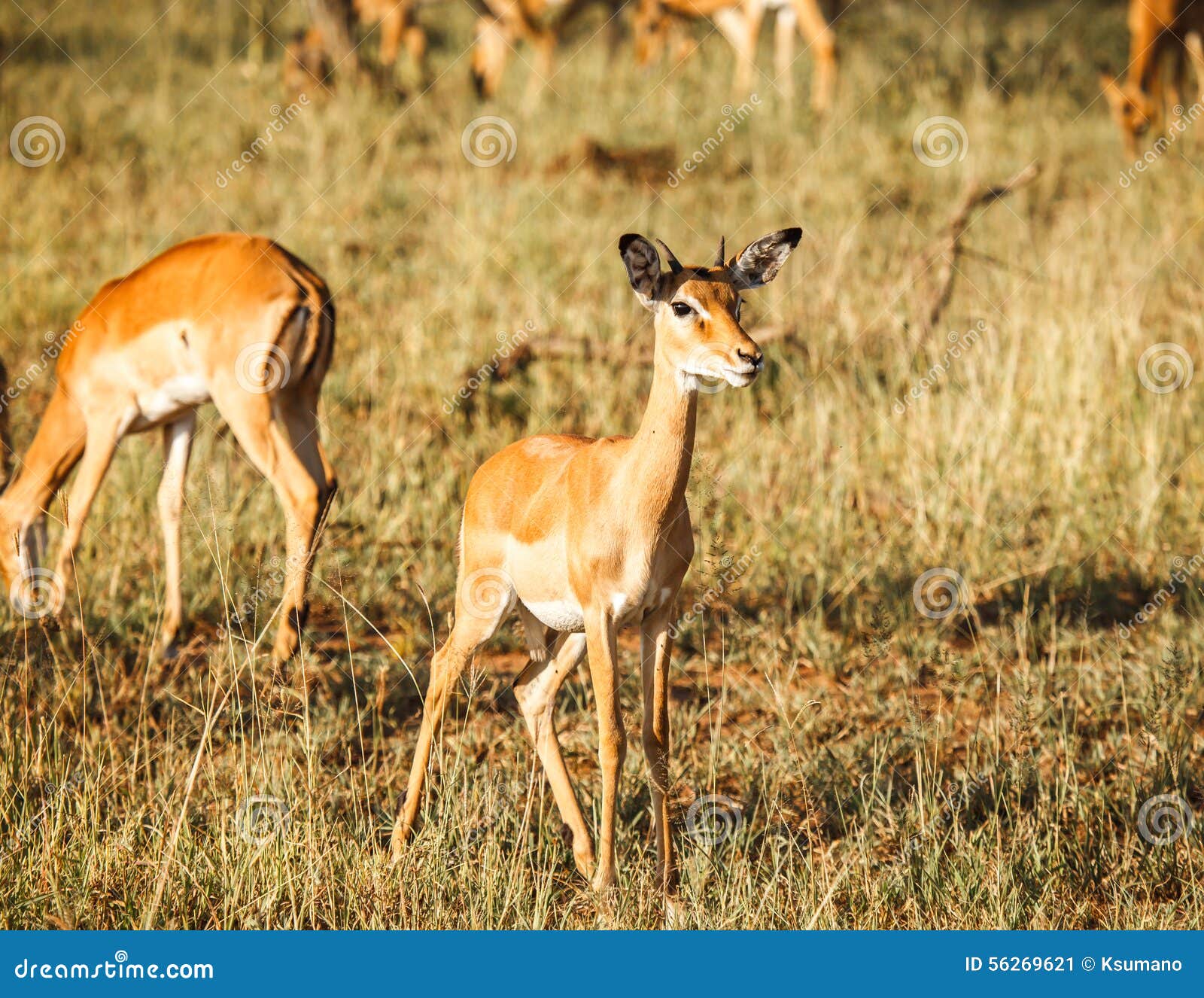 Impala in wild stock image. Image of natural, female - 56269621