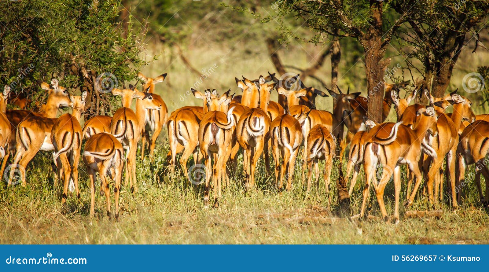 Impala in wild stock image. Image of antelope, africa - 56269657