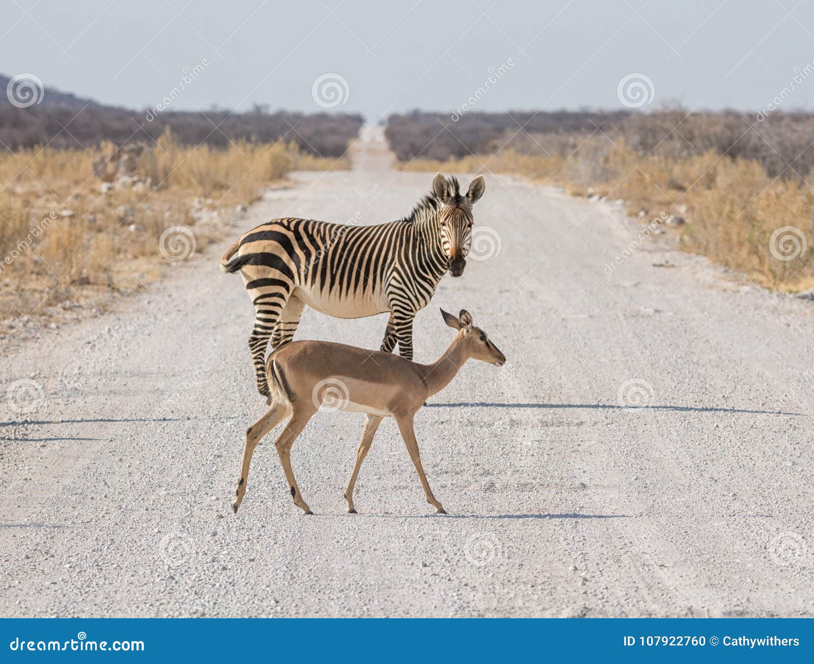 Impala and Zebra stock photo. Image of dirt, african - 107922760